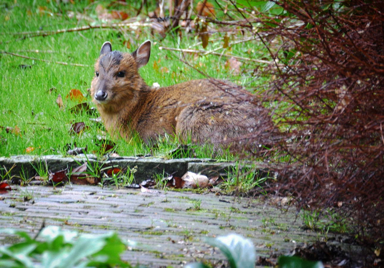 Bezoek van Chinese muntjak in Kekerdomse achtertuin