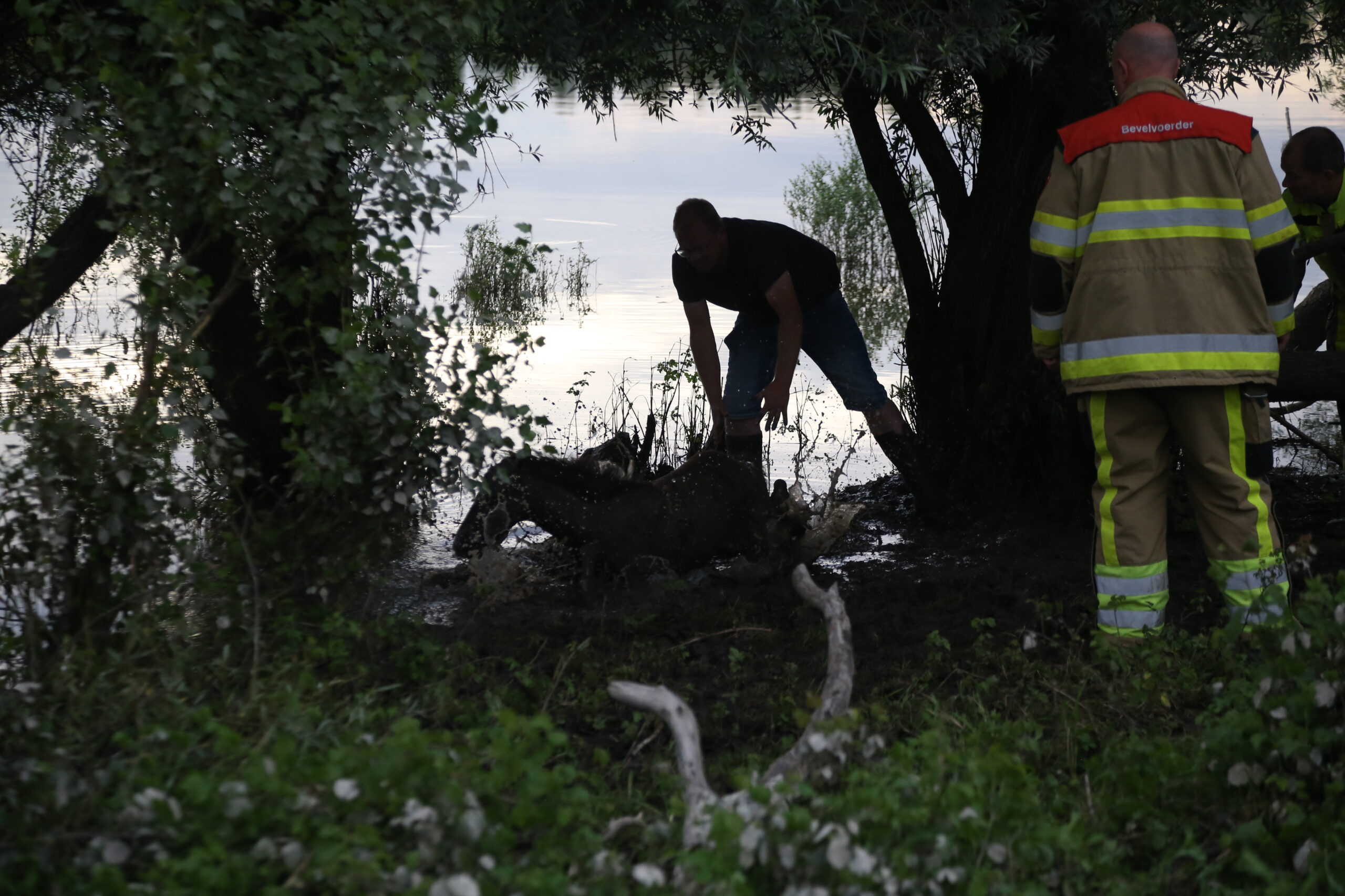 Kekerdom, Konikpaard, Kekerdom, Konikpaard vast, tussen boom,
